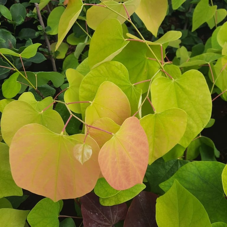 Cercis canadensis 'The Rising Sun' | Jan Nieuwesteeg