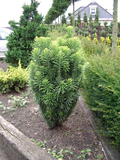 Cephalotaxus h. 'Fastigiata' | Jan Nieuwesteeg