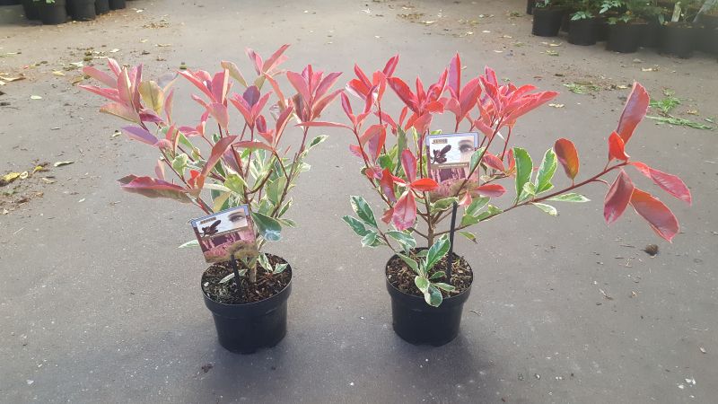 Volkswagen Wheel Nut Caps 20-Piece Black Wheel Lug Nut Covers For ...