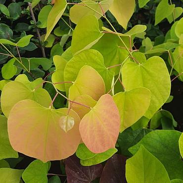 Cercis canadensis 'The Rising Sun' | Jan Nieuwesteeg