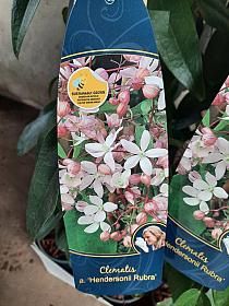 Clematis arm. 'Hendersonii Rubra' | Jan Nieuwesteeg