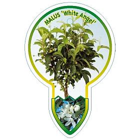 Malus 'White Angel' | Jan Nieuwesteeg