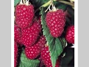 Rubus idaeus 'Héritage' | Jan Nieuwesteeg